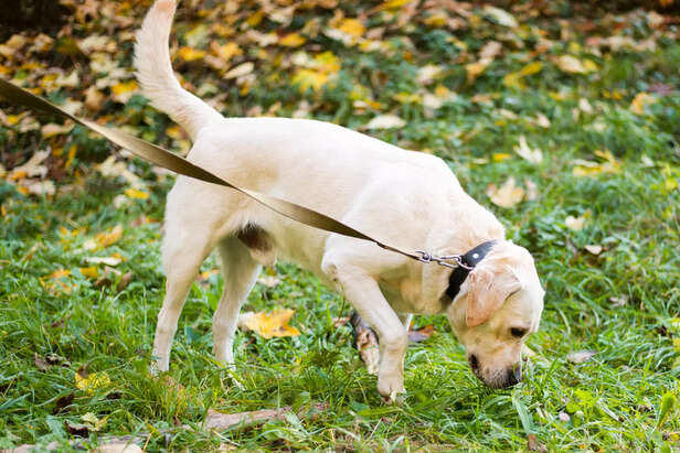 Why is your dog still biting its tail? 7 hidden reasons you might be ...