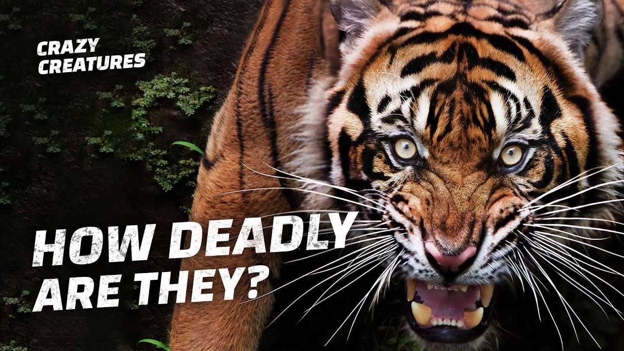 Why These Animals Are Best Watched from a Distance