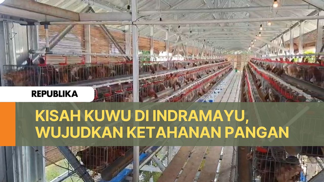 Budidaya Ayam Petelur, Cara Kuwu di Indramayu Wujudkan Ketahanan Pangan
