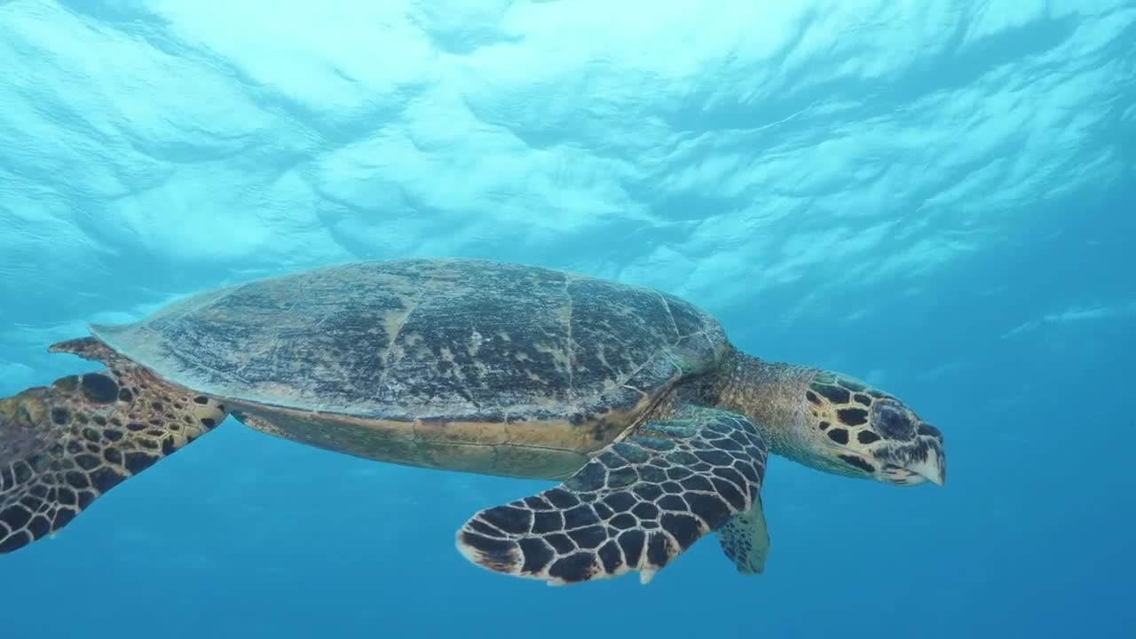 Journey with Sea Turtles: An Underwater Spectacle of Grace