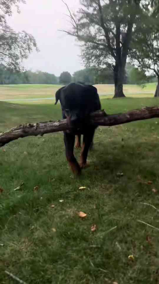 Just Found the Perfect Stick for My Collection!