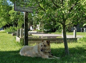 Senior golden-colored shepherd Taya searches for forever home, promises ...
