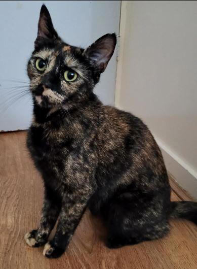 Cats Protection: Rehoming Alani