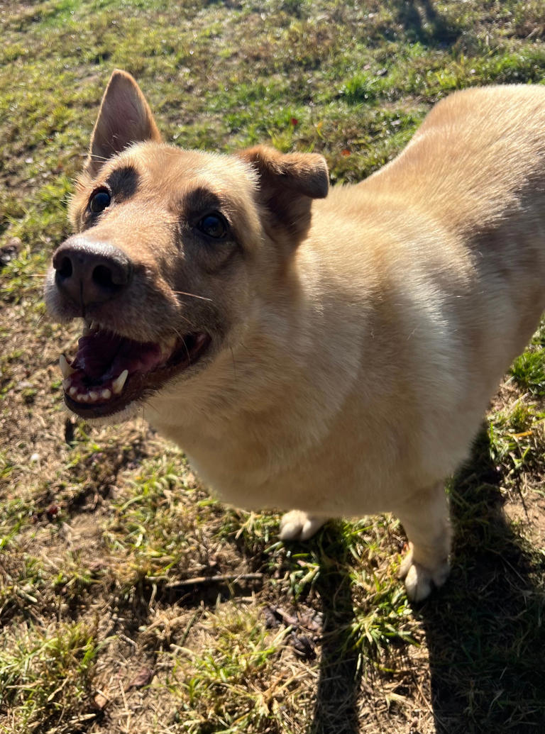 Senior golden-colored shepherd Taya searches for forever home, promises ...