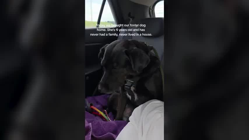 Foster Dog Goes To First Ever Home
