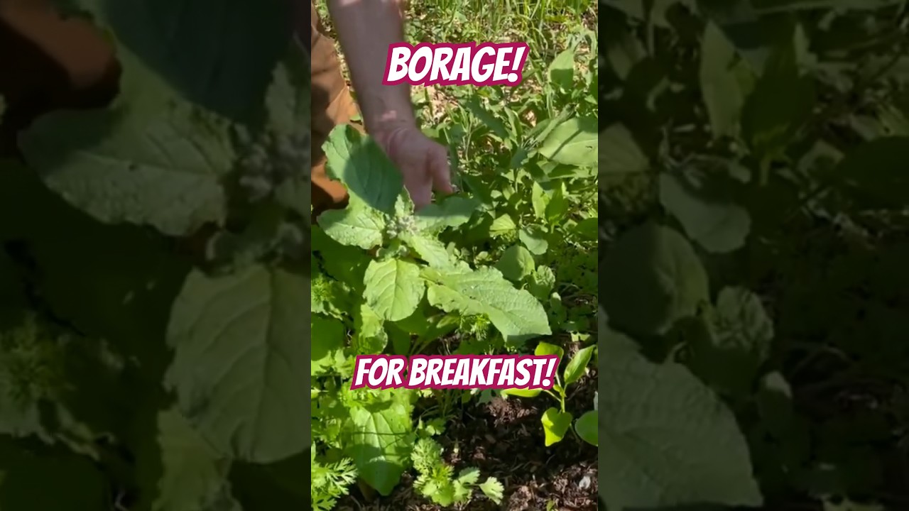 Use Borage to Maximize Garden Space – Eat It, Then Let It Grow