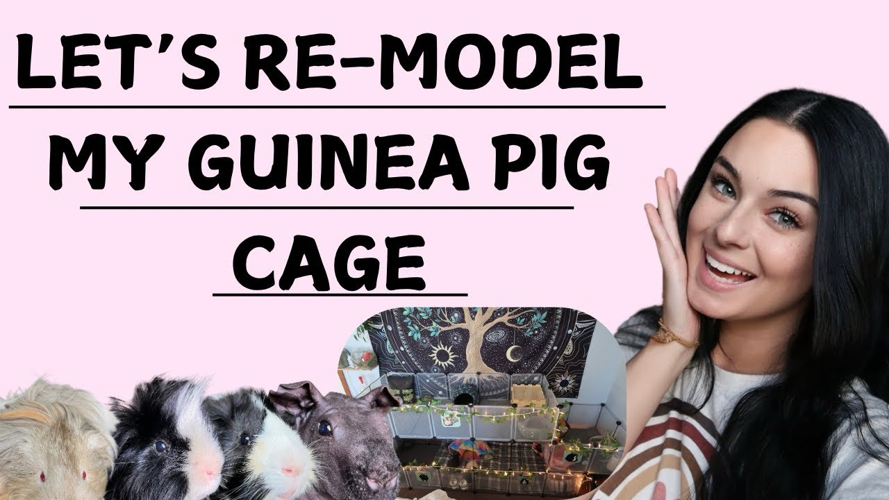 Let’s Build a New Guinea Pig Cage – DIY Habitat Upgrade!