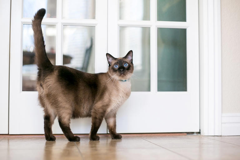 The most affectionate cat breeds - yes, they do exist