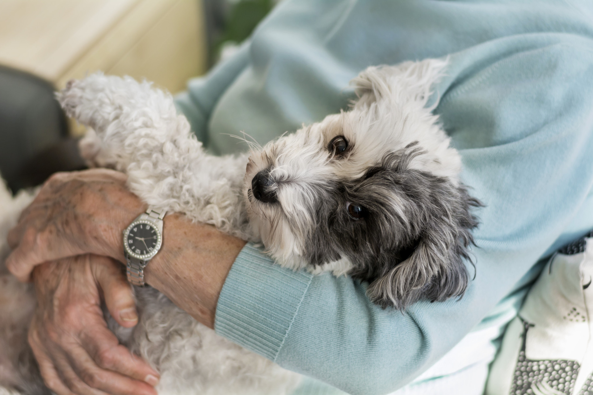 Pets may help preserve our brain function as we age