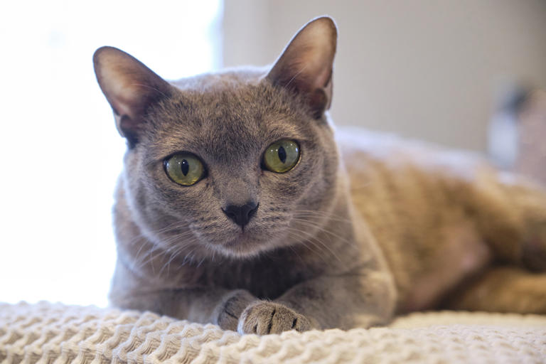 The most affectionate cat breeds - yes, they do exist