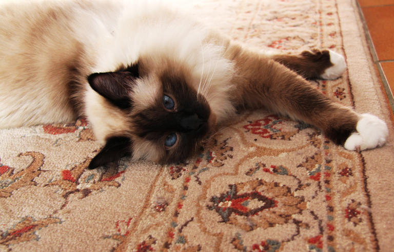 The most affectionate cat breeds - yes, they do exist