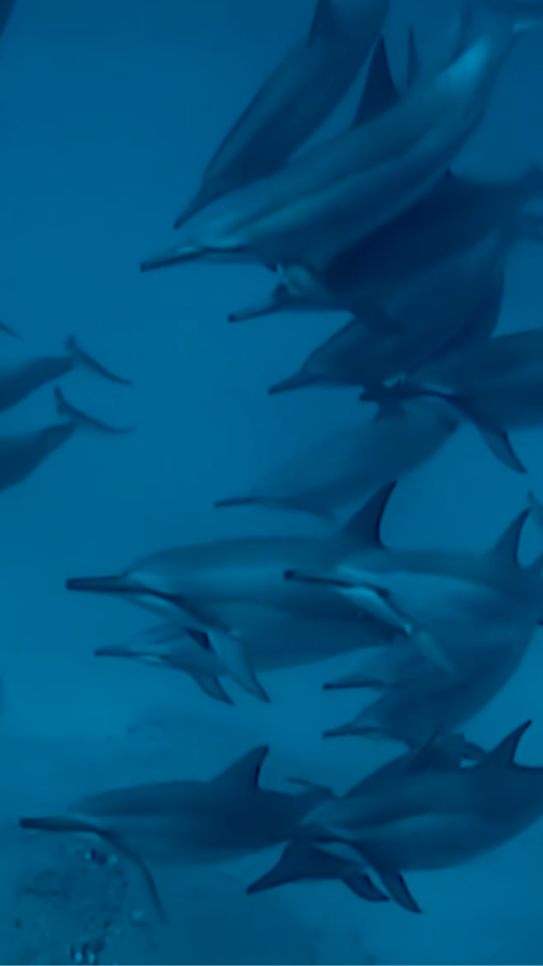 So Many Dolphins! Magical Moments in the Water
