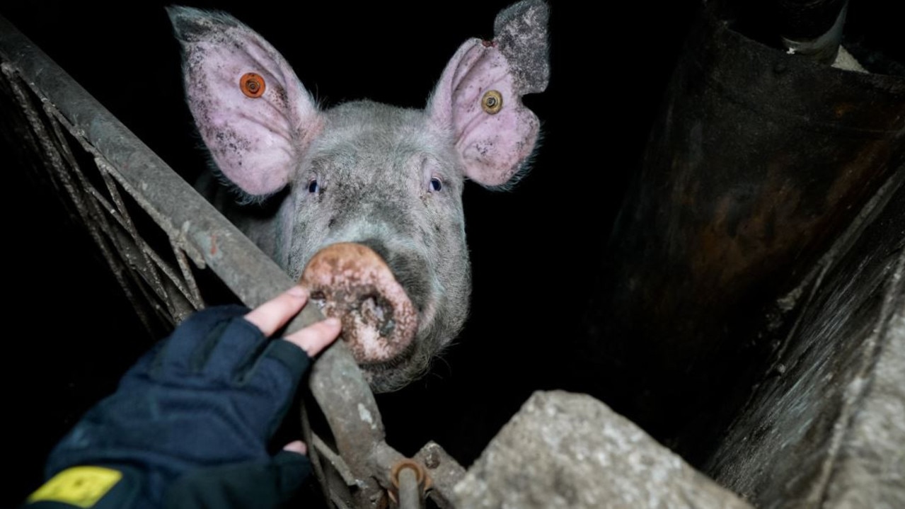 Horror pig farm pics spark investigation