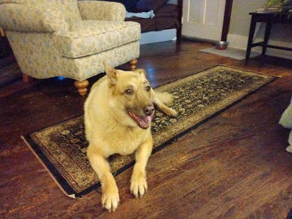 Senior golden-colored shepherd Taya searches for forever home, promises ...