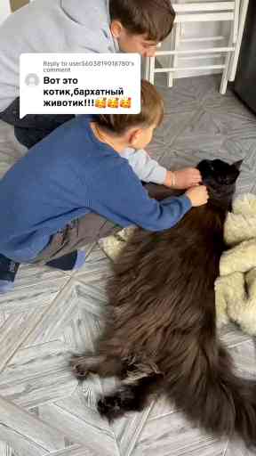 Zeus: The Charm of a Maine Coon in Every Frame