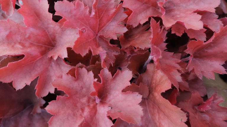 13 Striking Varieties Of Coral Bells You Could Be Growing In Your Garden