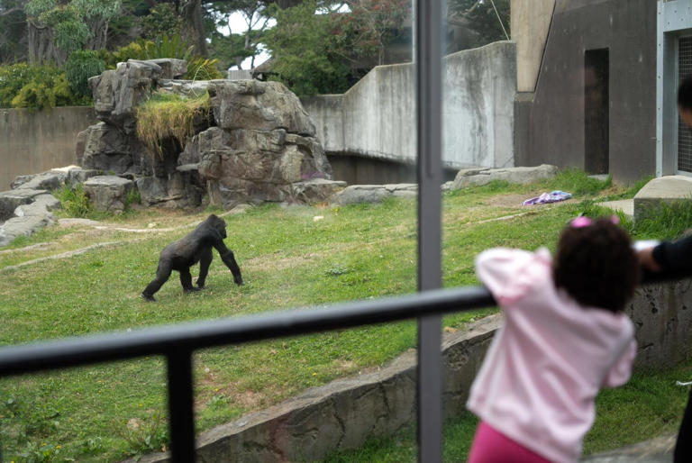 Giant pandas, tiger attacks and the ugly fight to control the San ...