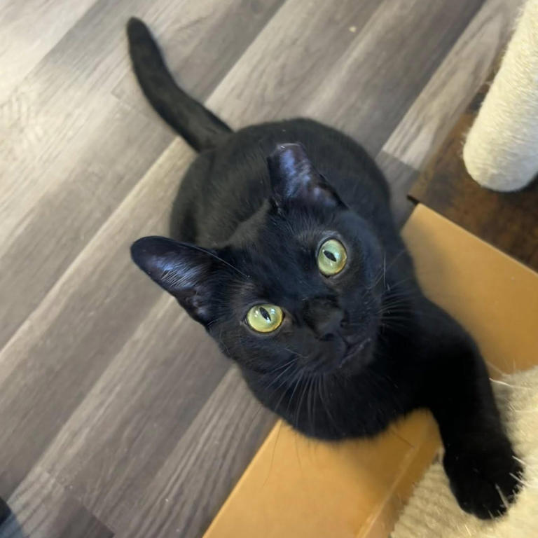 Furry Friday: Bitzy, Gypsy and Gucci