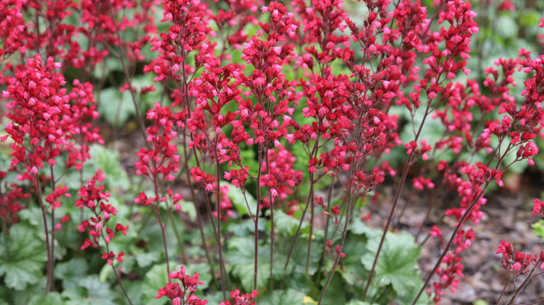 13 Striking Varieties Of Coral Bells You Could Be Growing In Your Garden