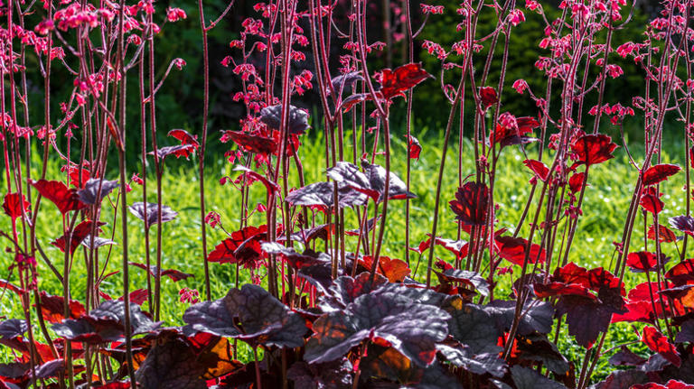 13 Striking Varieties Of Coral Bells You Could Be Growing In Your Garden