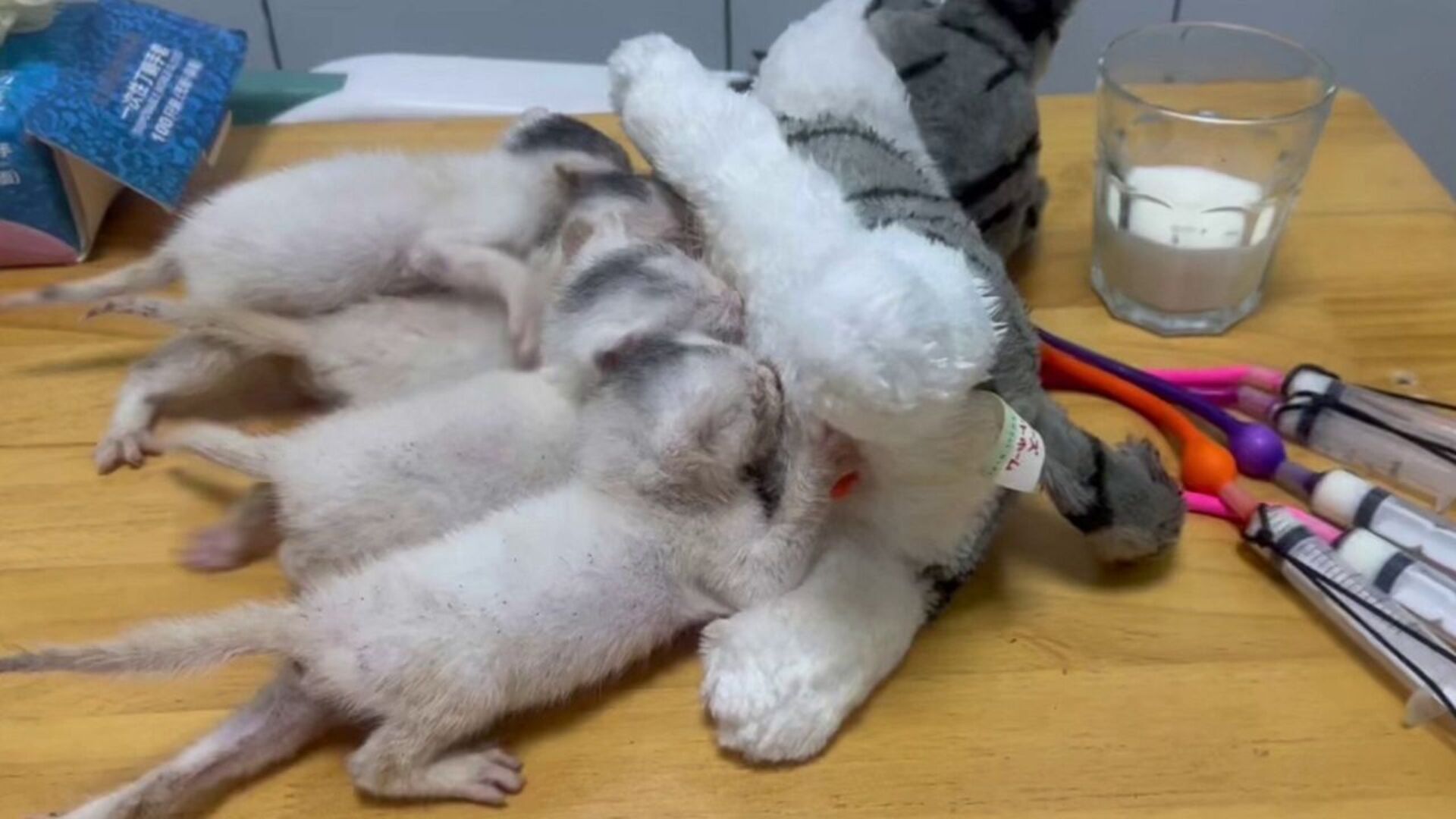 Man Creates Feeding Device for Orphaned Kittens Using Toy Cat