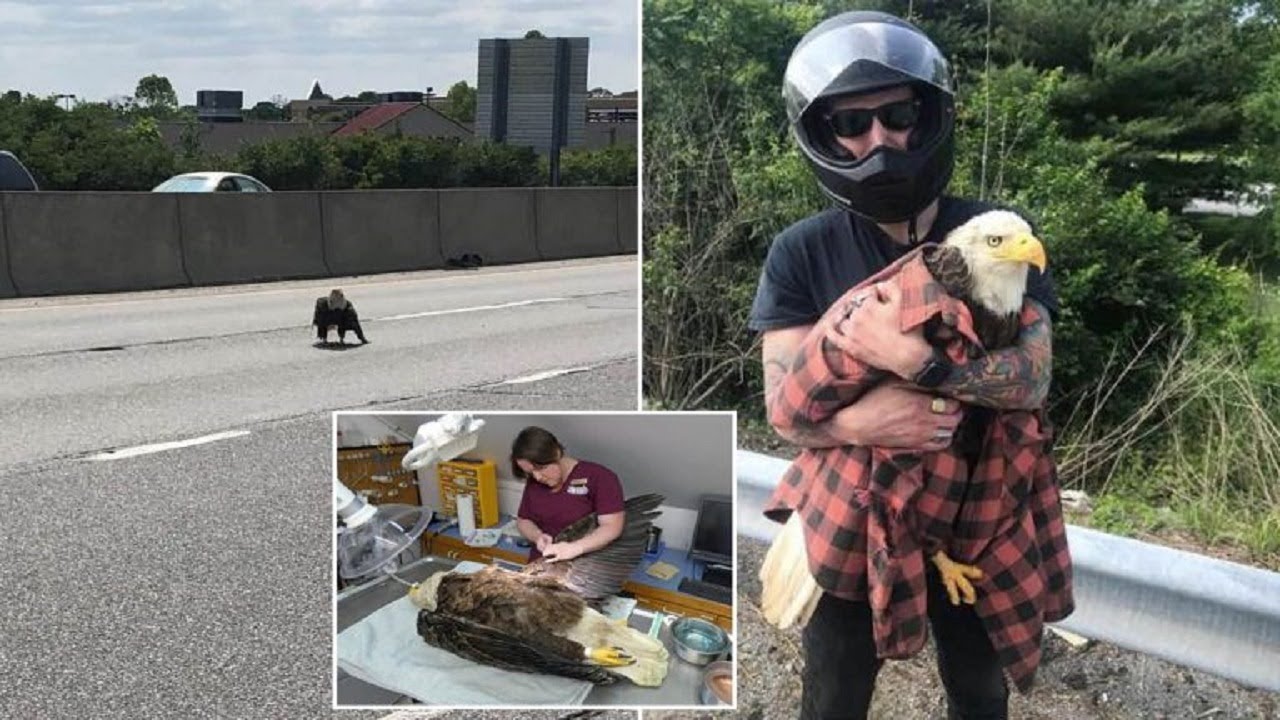 This Brave Motorcyclist Saved The Life Of An Injured Bald Eagle