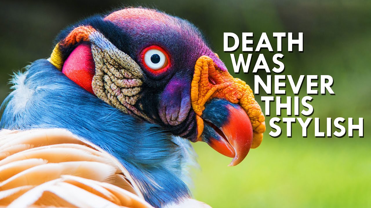 King Vulture: The Scavenger of the Skies