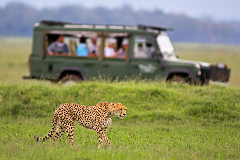 How to Plan Your Dream African Safari