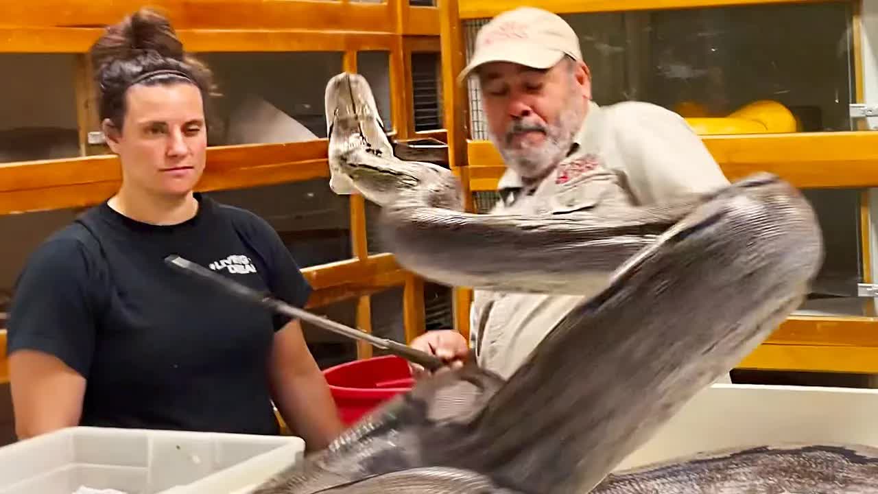 Grumpiest momma snake strikes at US