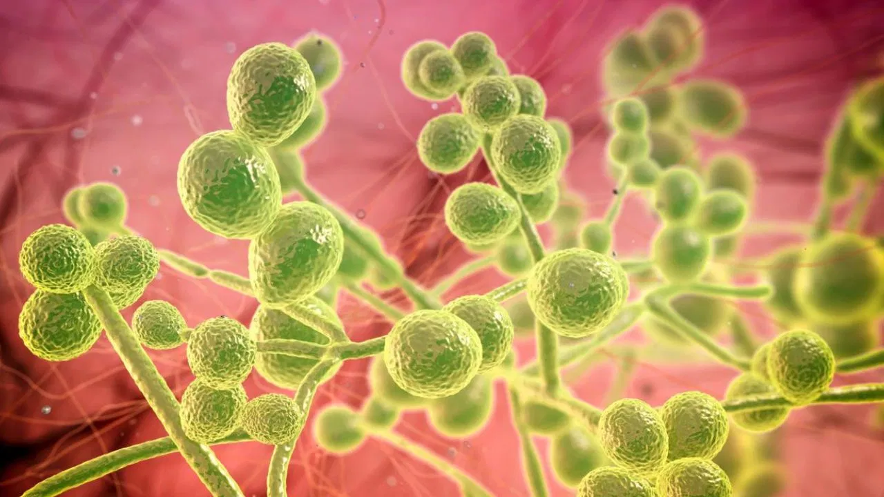 How Fungus Grows in Your Home: Common Fungal Diseases and How to ...