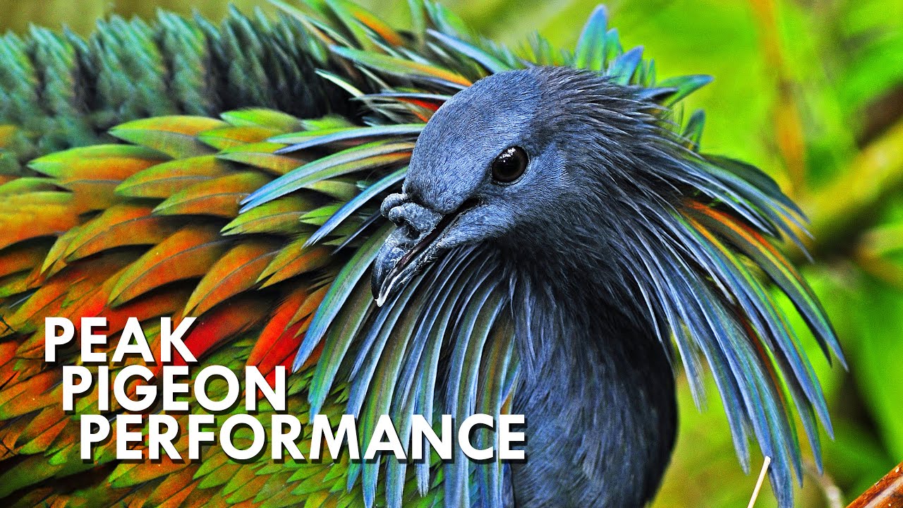 Nicobar Pigeon: The Dodo’s Closest Living Relative