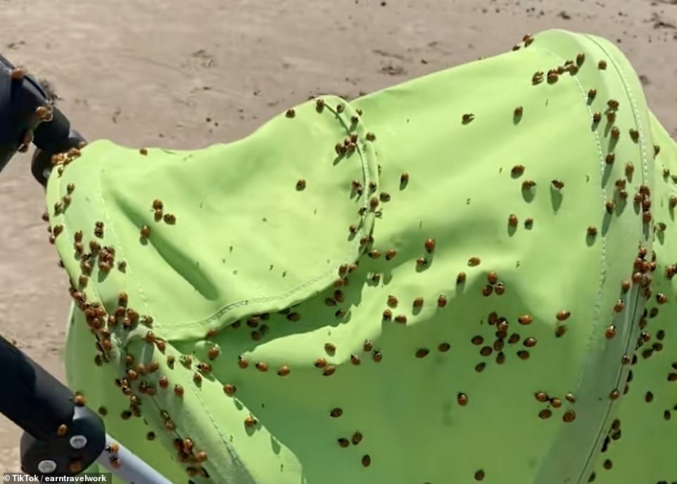 Massive ladybird swarm descends on UK, largest Since 1976