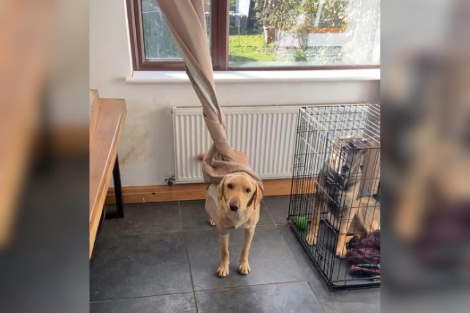 Woman comes home, can't believe how she finds dog: "Never worked out how"