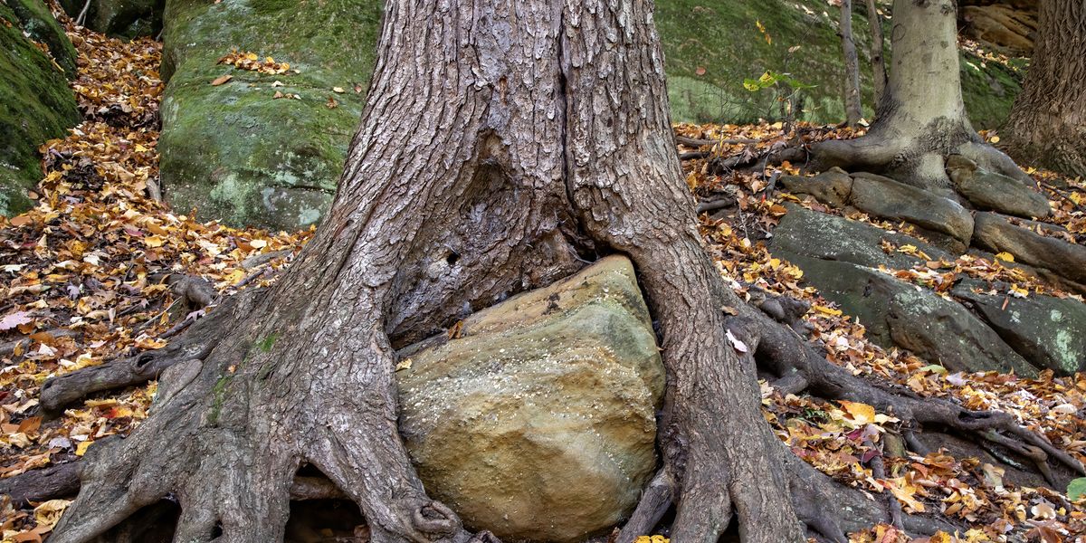 Trees Are Growing Rocks Inside Themselves, and It’s Incredible
