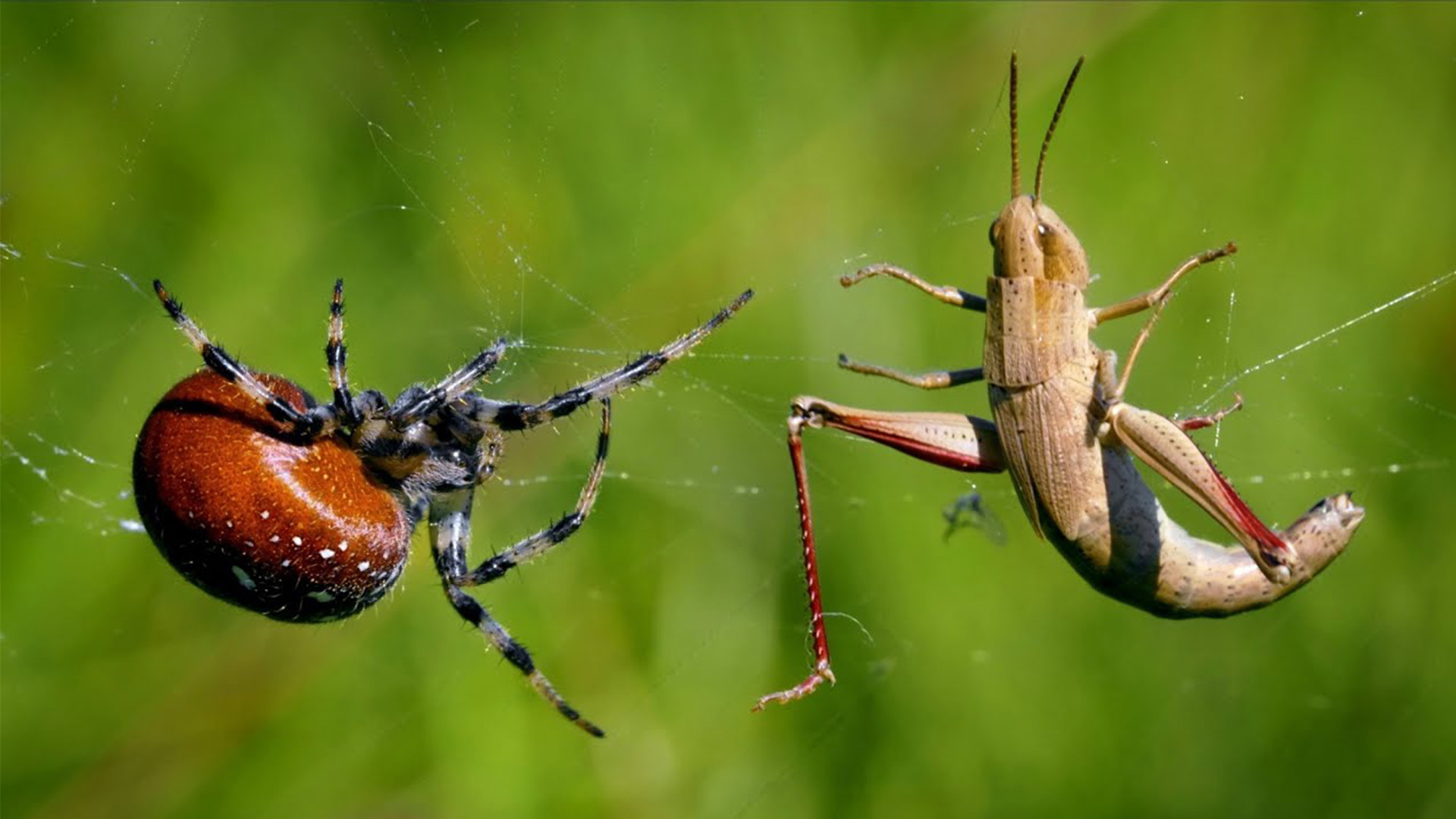 Four-Spotted Orb-Weaver Hunting Grasshoppers and Damselflies