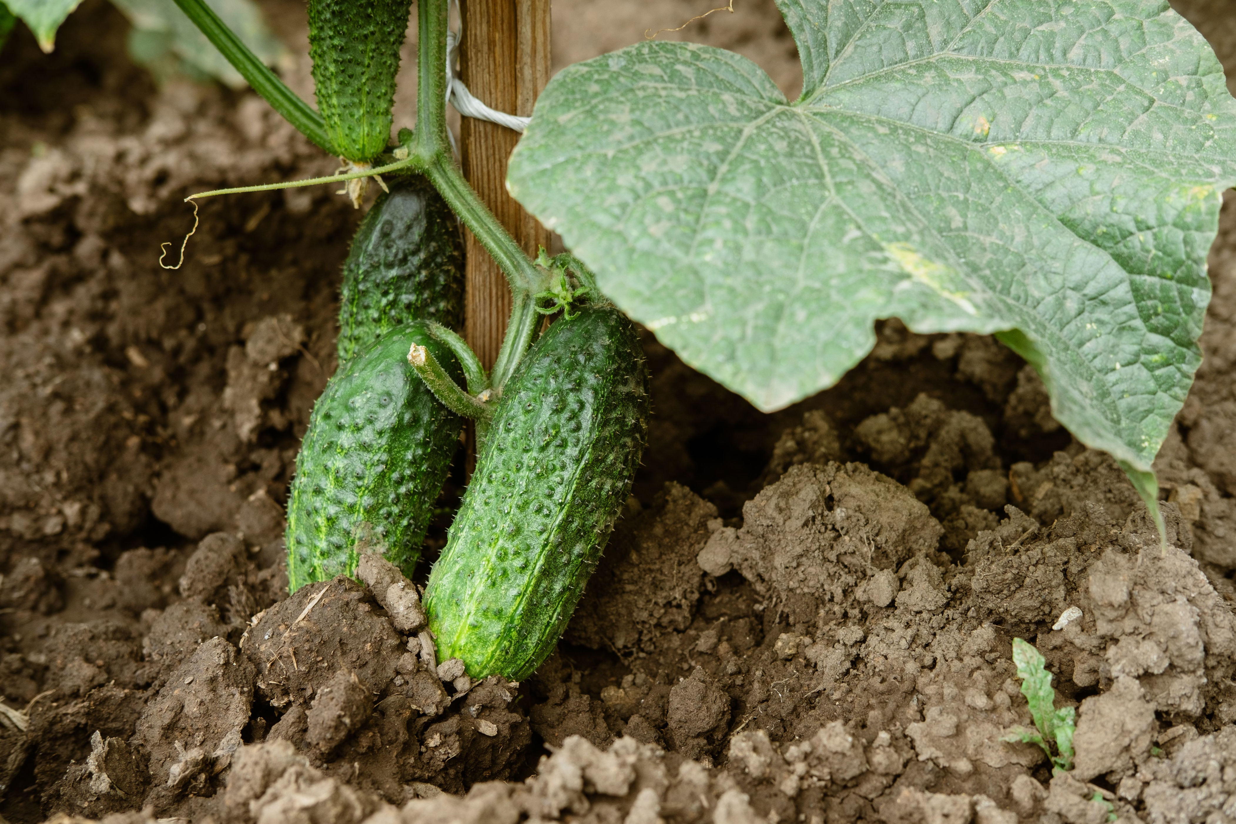 Grow THESE Plants Near Your Cucumbers for a Doubly Delicious Harvest