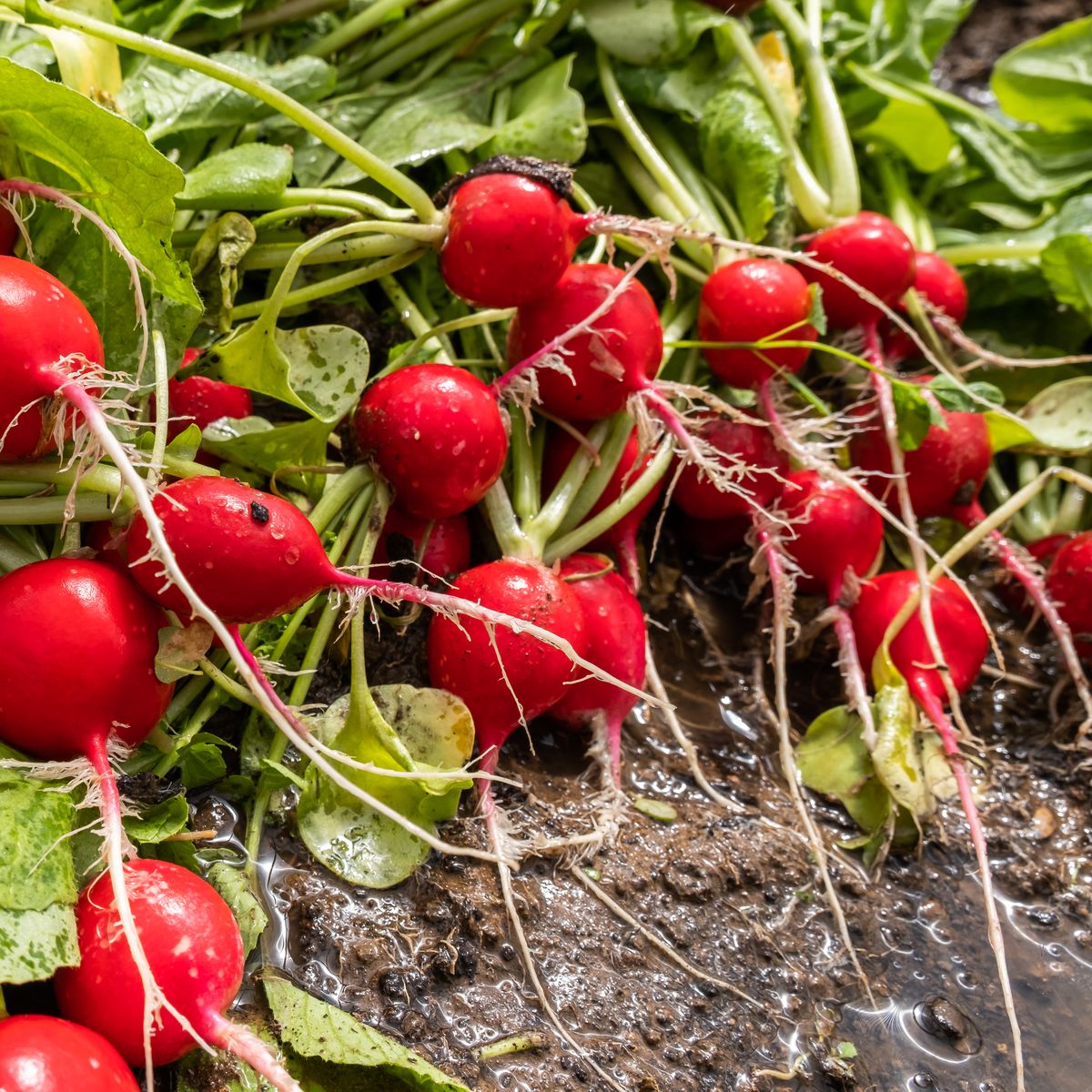 Grow THESE Plants Near Your Cucumbers for a Doubly Delicious Harvest