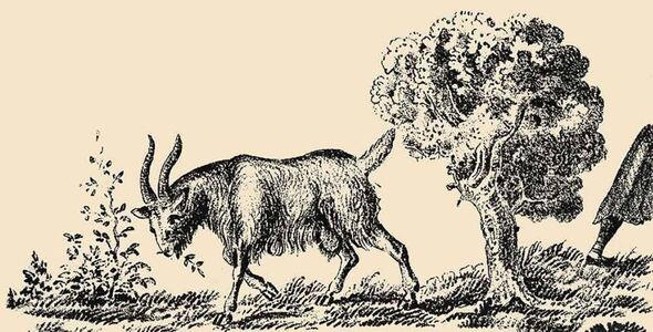 Only people with a high IQ can spot goat's owner hiding in plain sight