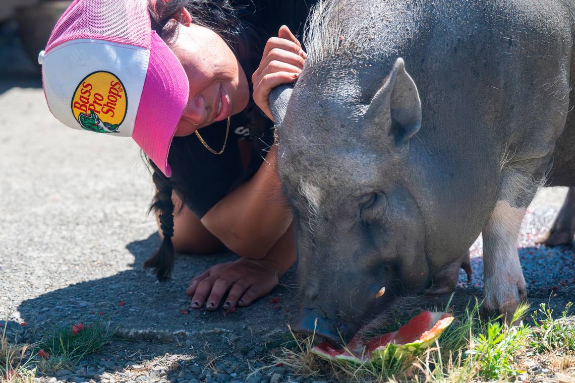 Visit Pumba, South Tacoma's beloved potbellied pig, before he moves away