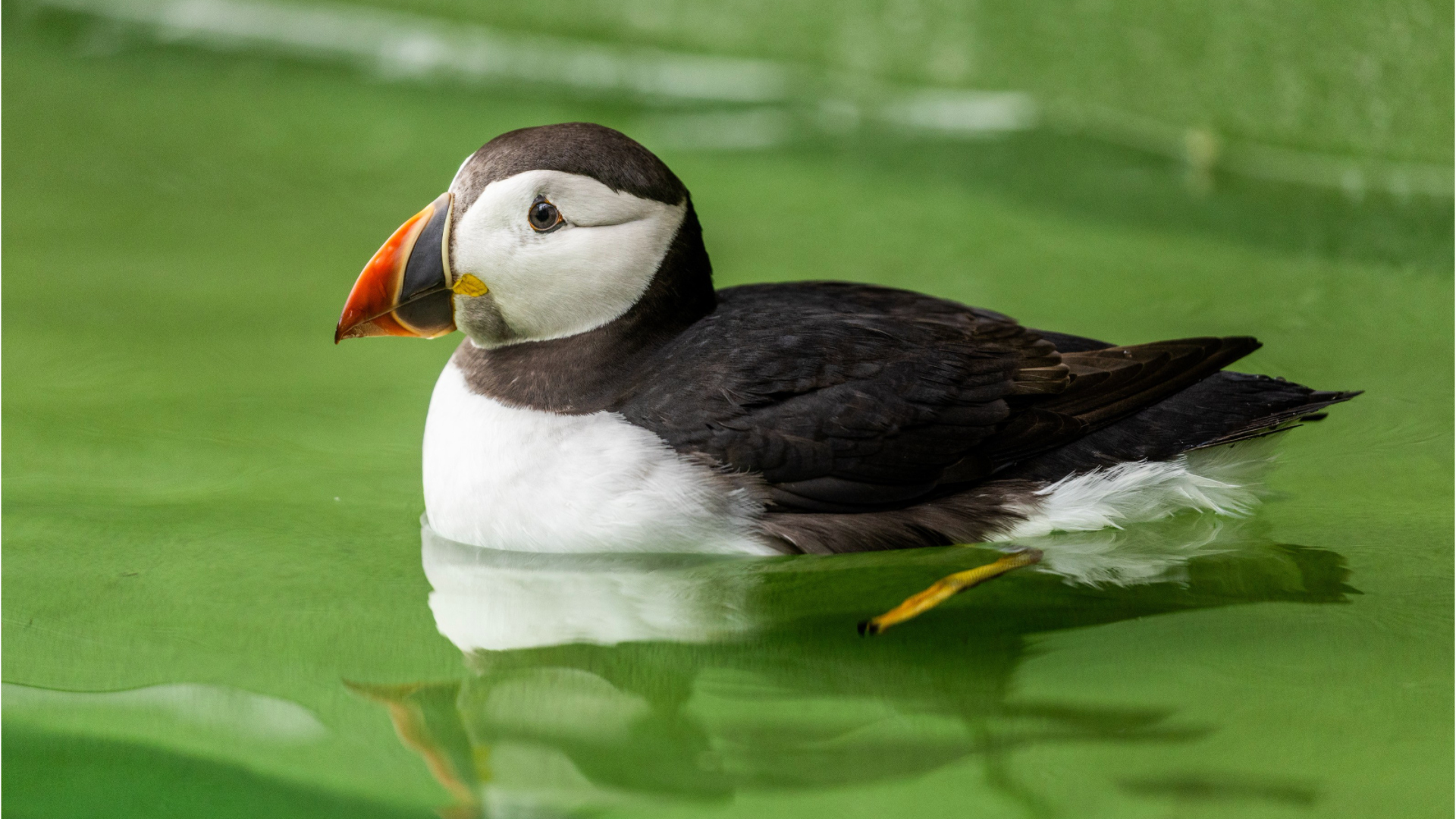 Oona The Wayward Puffin Returns Home To The Sea After Getting Lost In ...