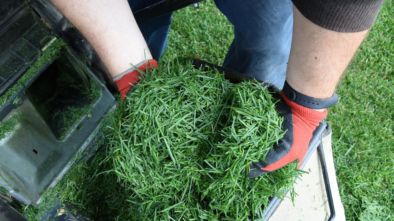 The one stinky mistake people make when using grass clippings in the ...
