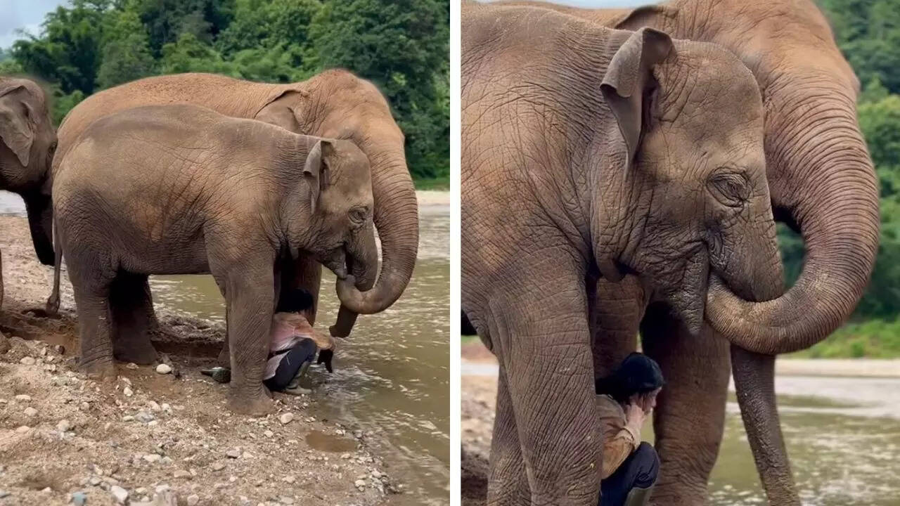 Watch: This 15-second video of elephants and a woman is melting hearts ...