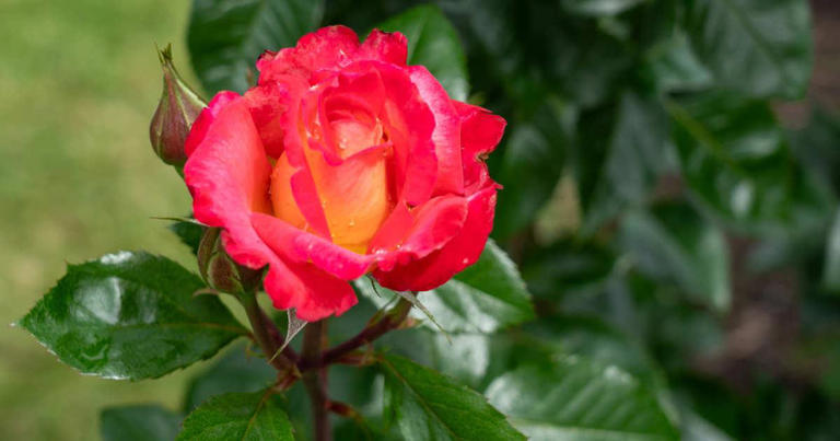 ¡Descubre los mejores arbustos con flores rojas para llenar tu jardín ...