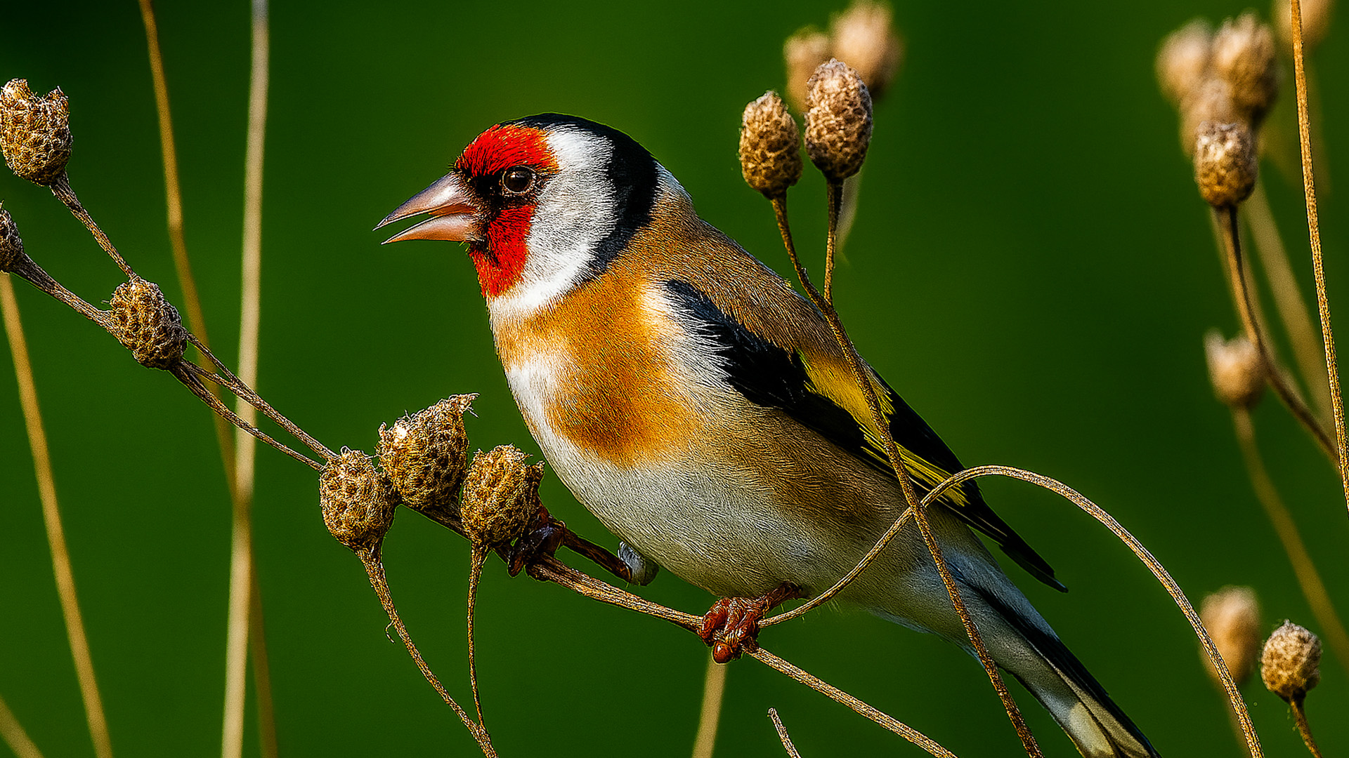 Zang van wilde vogels in hun natuurlijke leefomgeving