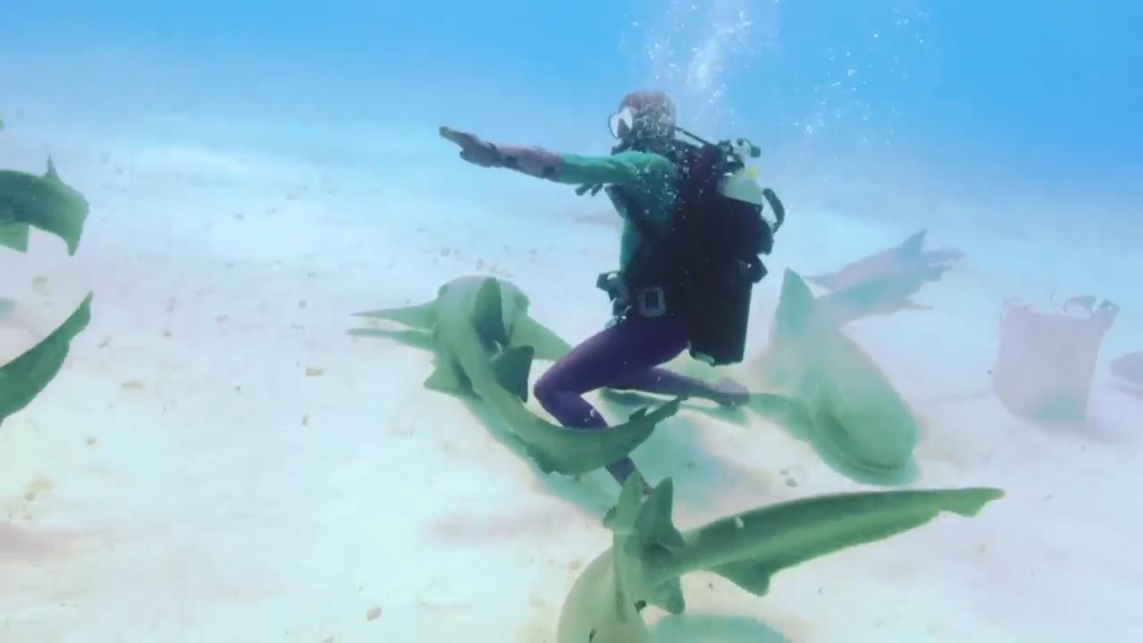 'Dancing with Sharks' kicks off Discovery's Shark Week