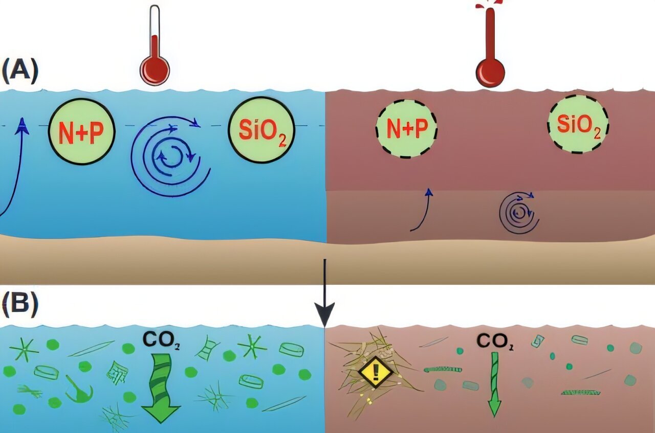 From kelp to whales: How marine heat waves are reshaping ocean life