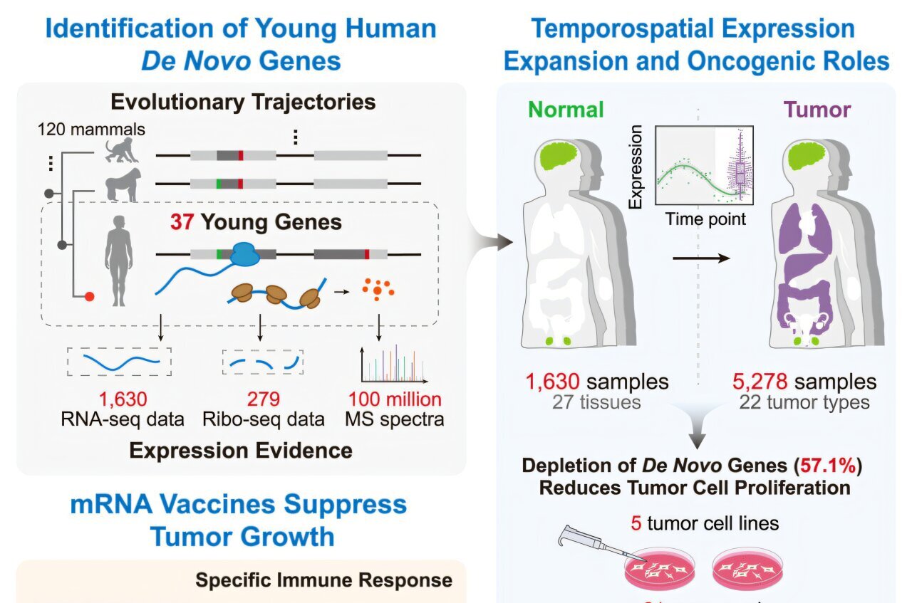 Human-specific genes that shaped human intelligence may fuel cancer