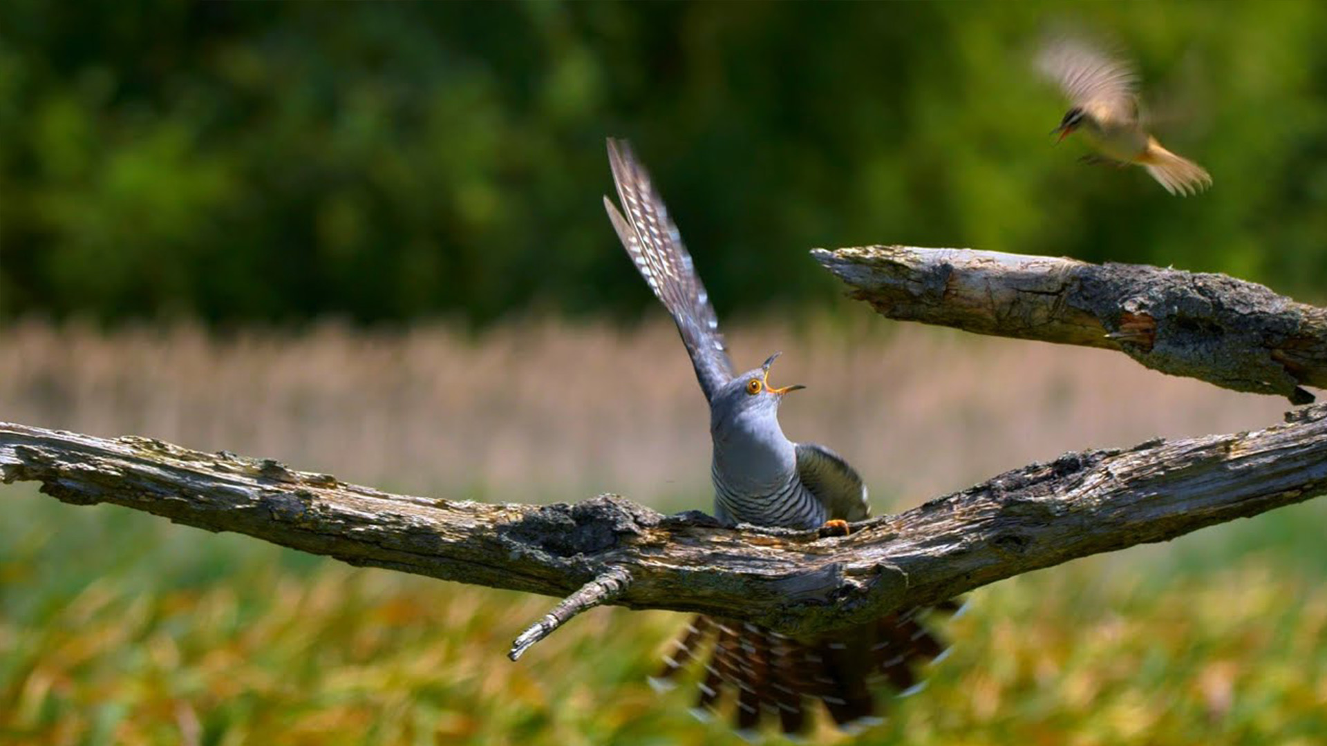 Bird Conflict – Common Cuckoo vs. Sedge Warbler