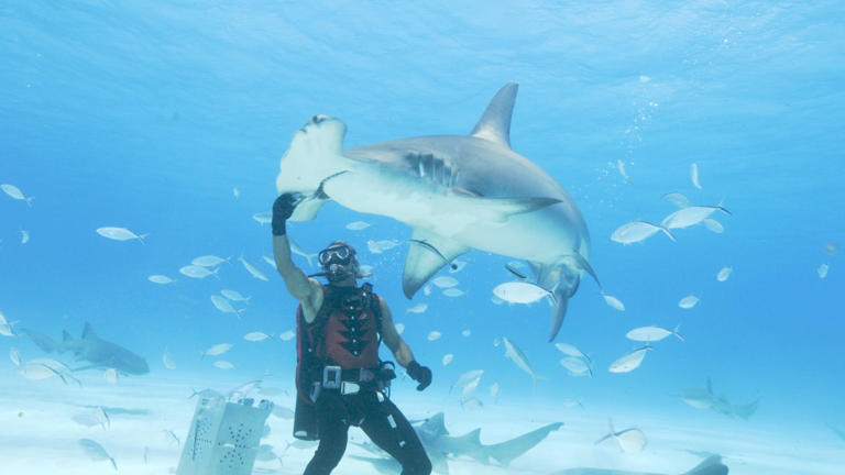 Discovery Channel’s ‘Dancing With Sharks’ is just what it sounds like