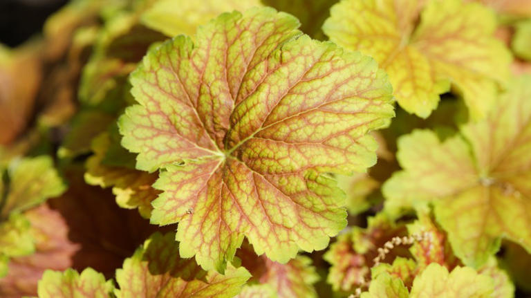 13 Striking Varieties Of Coral Bells You Could Be Growing In Your Garden